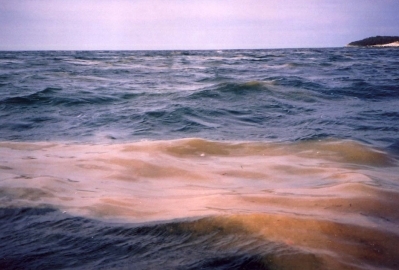 Počelo cvjetanje mora - nagli porast temperature dovodi do povećanog ...